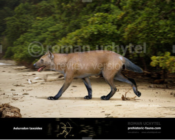 Hesperocyon image buy Uchytel