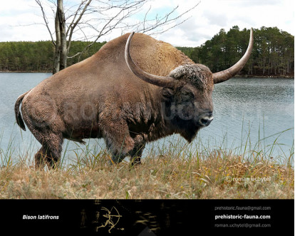 Prehistoric Bison Evolutionary Clues In Ancient Bison Bones UPI.com