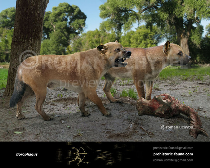 Borophagus diversidens image buy Uchytel
