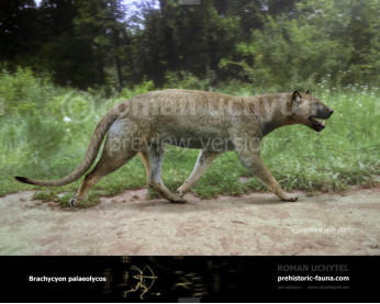 Magericyon (Amphicyon castellanus) image buy Uchytel