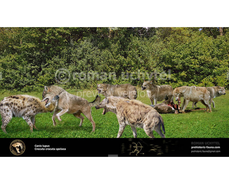 Cave hyena image buy Uchytel