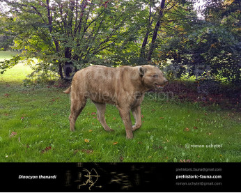 Amphicyon giganteus image buy Uchytel