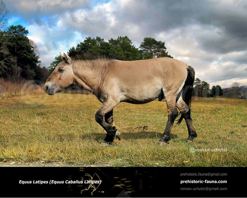 Pleistocene broad-toed horse image buy Uchytel