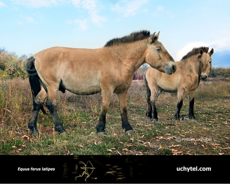 Pleistocene broad-toed horse image buy Uchytel