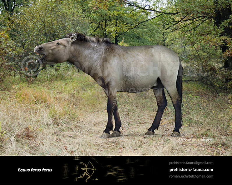 Extinct European horse image buy Uchytel