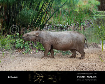 Numidotherium image buy Uchytel