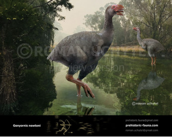 Dinornis robustus image buy Uchytel
