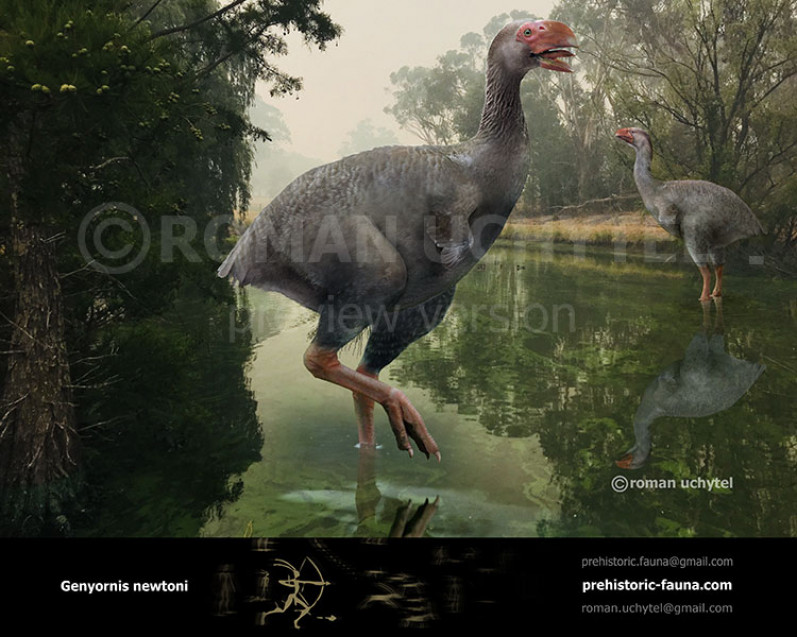 Genyornis image buy Uchytel