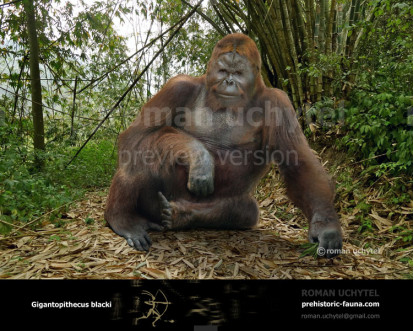 Gigantopithecus Botten