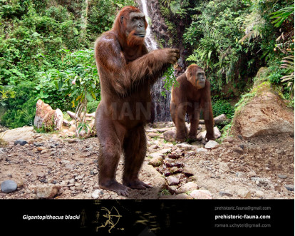 Gigantopithecus Botten