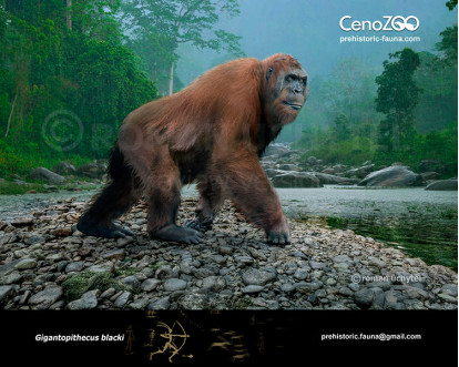 Gigantopithecus Hodeskalle