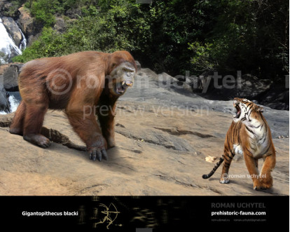 Gigantopithecus Botten