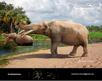Gomphotherium image buy Uchytel