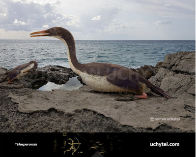 Hesperornis image buy Uchytel
