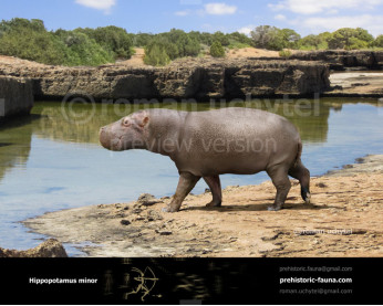 European hippopotamus image buy Uchytel