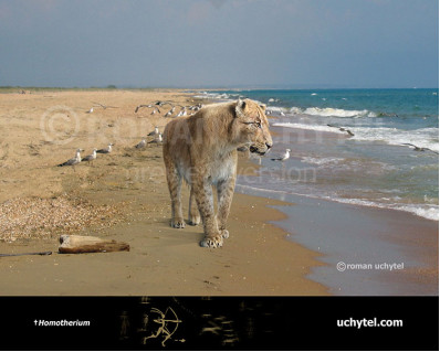 Homotherium latidens image buy Uchytel