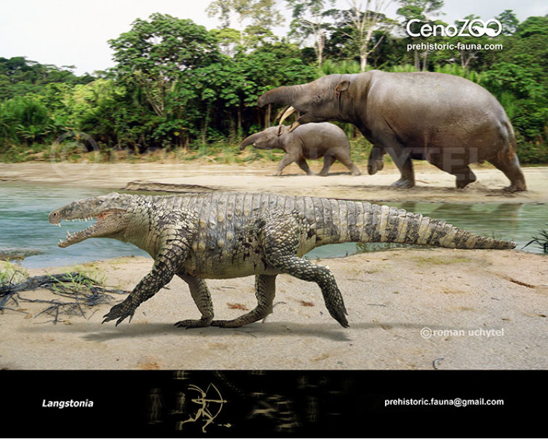 Langstonia image buy Uchytel