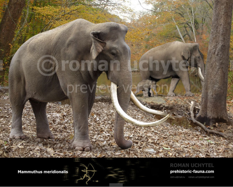 Southern mammoth (Mammuthus meridionalis) image buy Uchytel