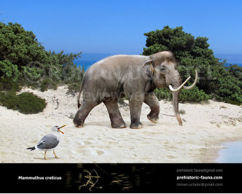 Cyprus dwarf elephant image buy Uchytel