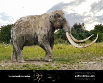 Jeffersonian Mammoth image buy Uchytel