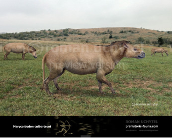 Agriochoerus antiquus image buy Uchytel