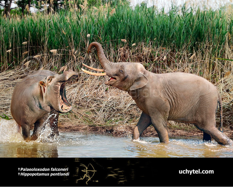 Sicilian dwarf elephant image buy Uchytel