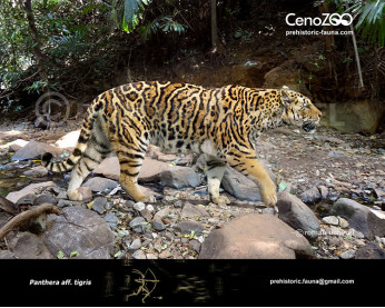 Longdan tiger (Panthera zdanskyi) image buy Uchytel