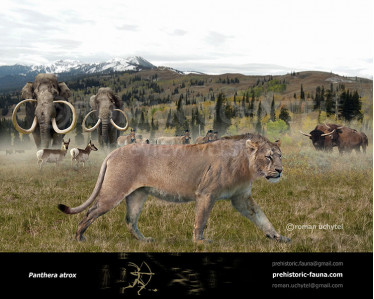Panthera Leo Fossilis Panthera Spelaea (Cave Lion) Image Buy Uchytel