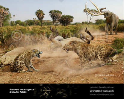 Onca Versus Leopardo