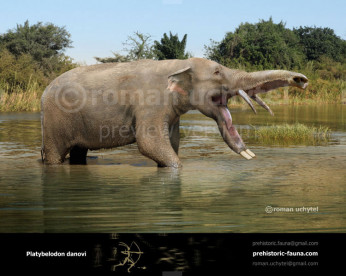 Amebelodon image buy Uchytel