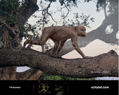 Proconsul africanus image buy Uchytel