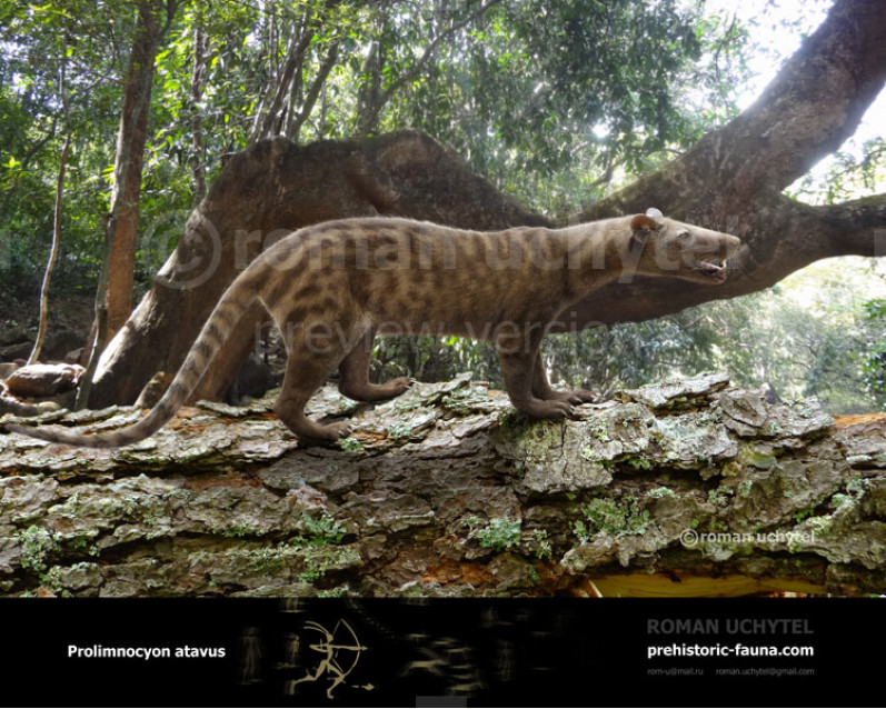 Prolimnocyon atavus image buy Uchytel