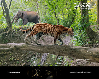 Metailurus major image buy Uchytel