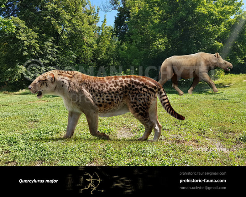 Quercylurus major image buy Uchytel