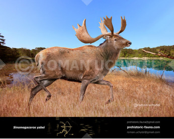 Cervalces scotti image buy Uchytel