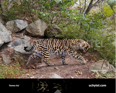 Taowu liui image buy Uchytel