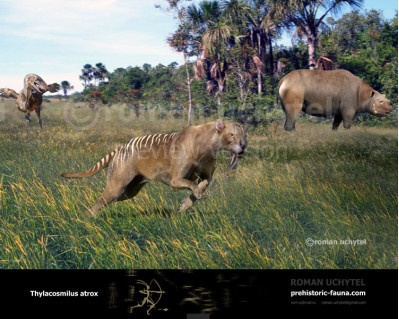 Thylacosmilus image buy Uchytel