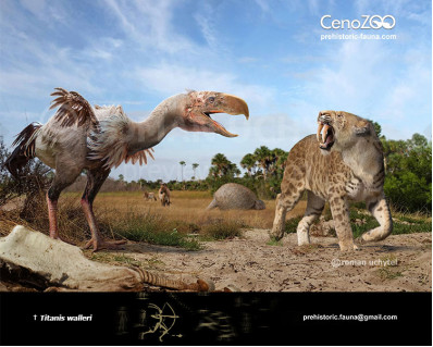 Titanis walleri image buy Uchytel