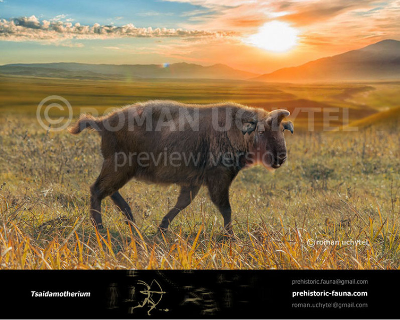 Tsaidamotherium image buy Uchytel