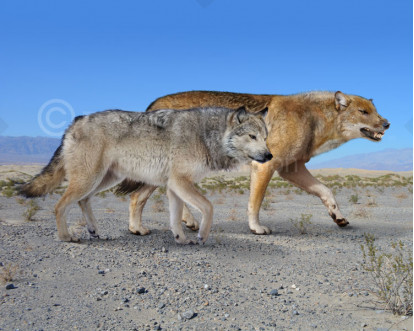 Dire Wolf Vs Wolf Size Comparison Starships & Steel: Forgotten