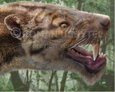 Apataelurus image buy Uchytel