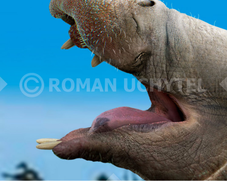 Behemotops image buy Uchytel