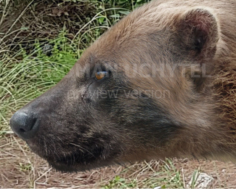 Cephalogale image buy Uchytel