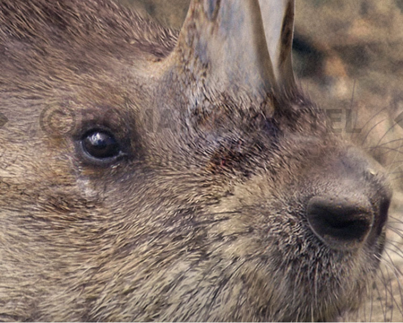 Horned gopher image buy Uchytel