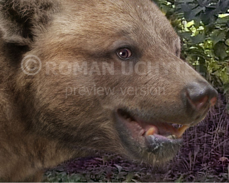 Dinocyon image buy Uchytel