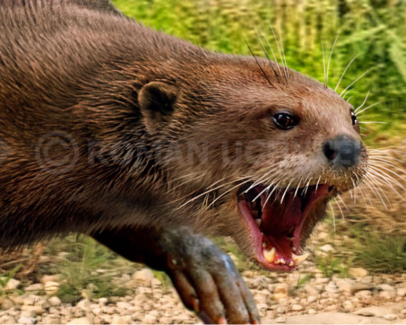 Enhydriodon omoensis image buy Uchytel