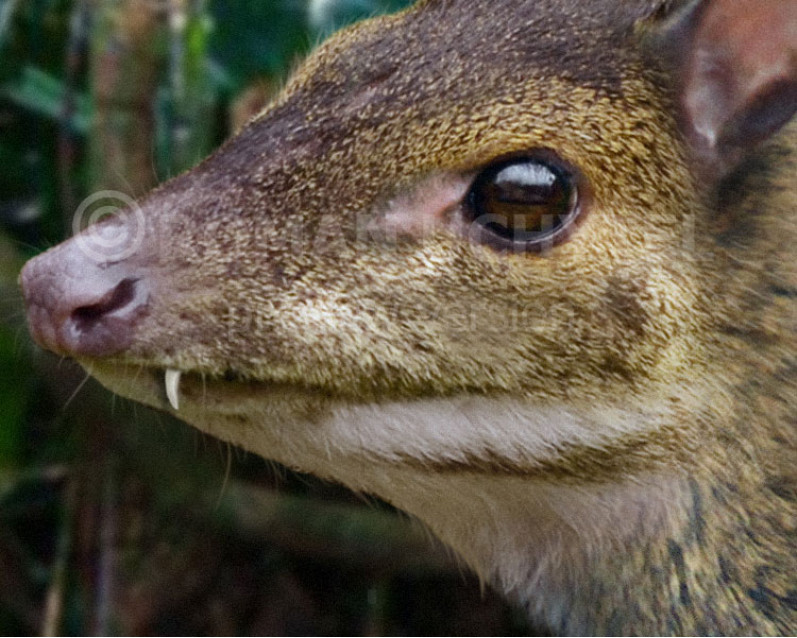 Hypertragulus image buy Uchytel