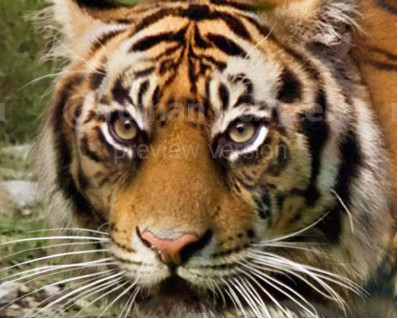 Javan tiger image buy Uchytel