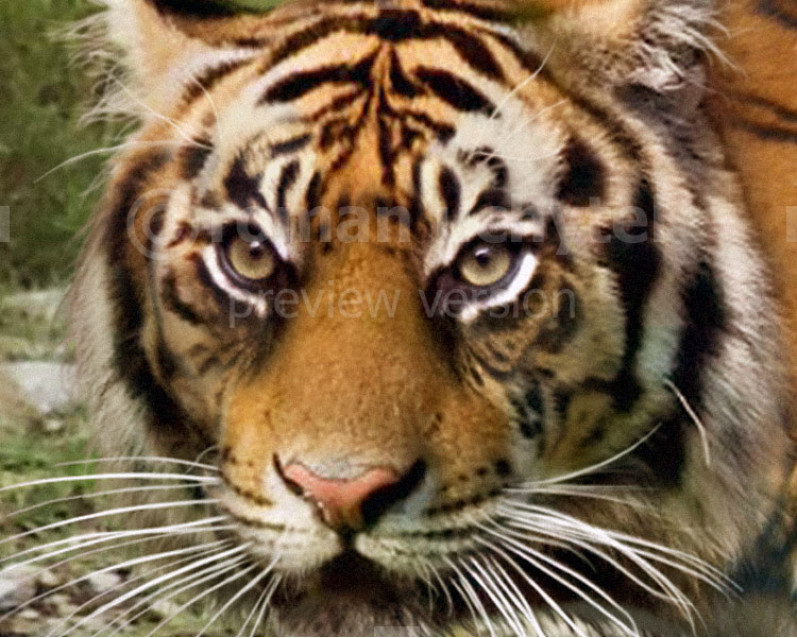 Javan tiger image buy Uchytel