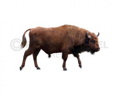Bison Occidentalis Pronunciation
